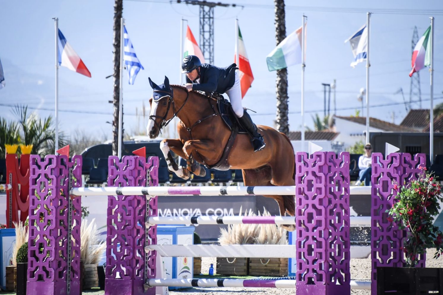 Les chevaux de compétition – Haras de la Côte – Laurent Guillet