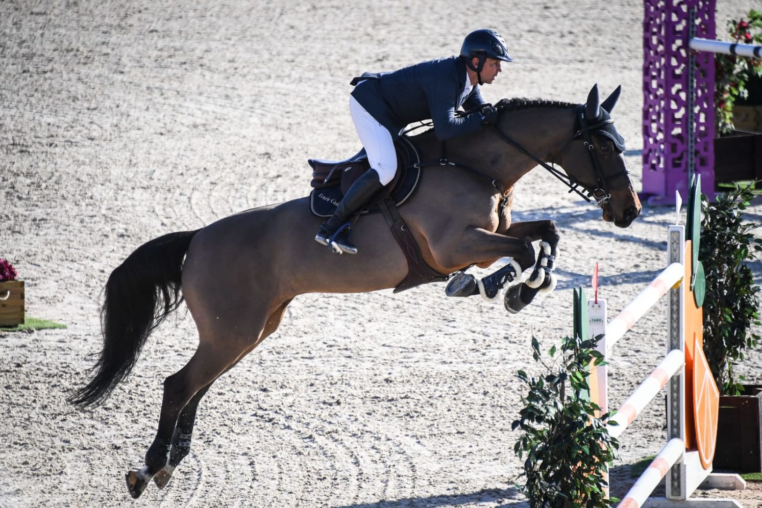 Les chevaux de compétition – Haras de la Côte – Laurent Guillet